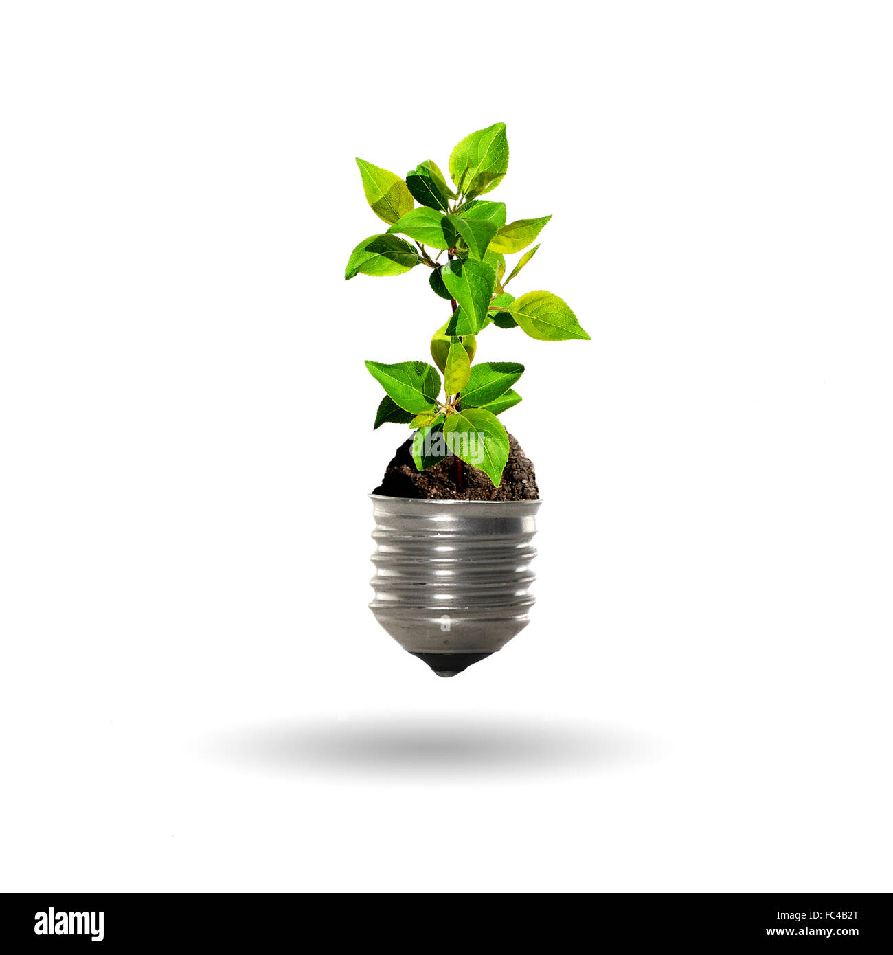 green tree growing out of a bulb Stock Photo - Alamy