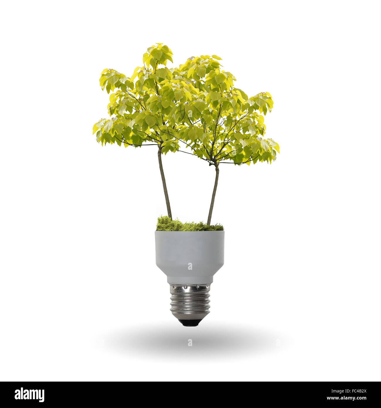 green tree growing out of a bulb Stock Photo - Alamy