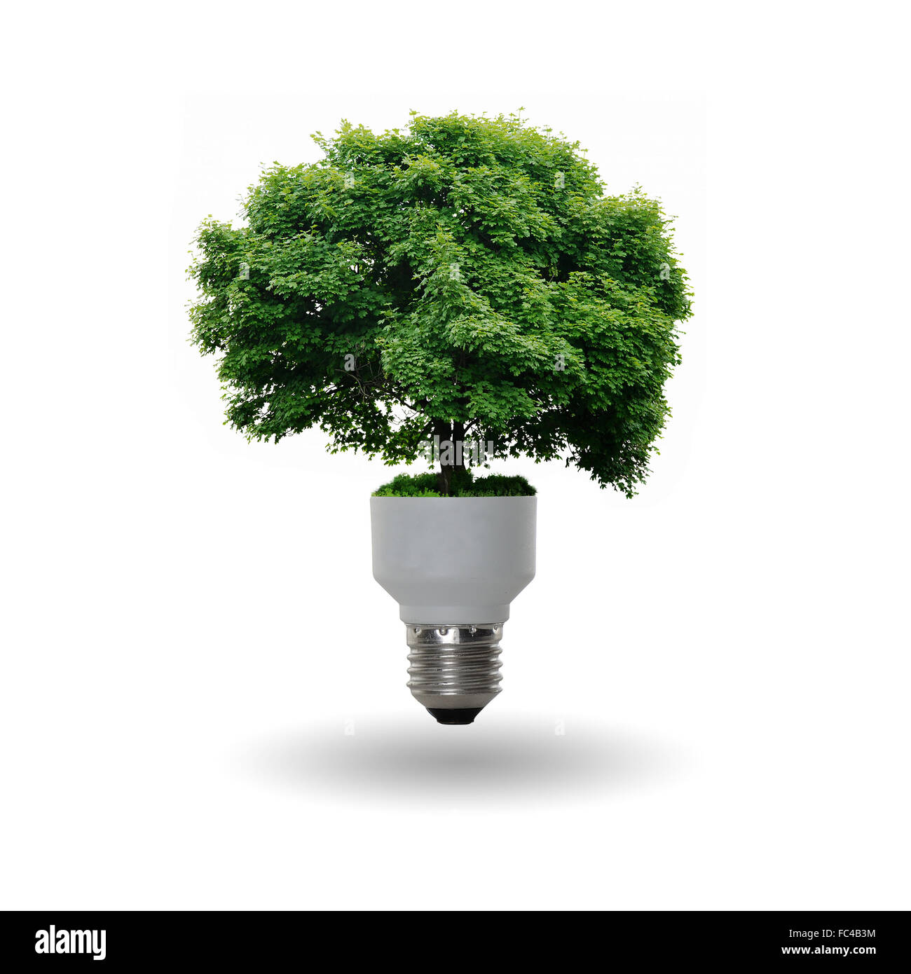 green tree growing out of a bulb Stock Photo - Alamy
