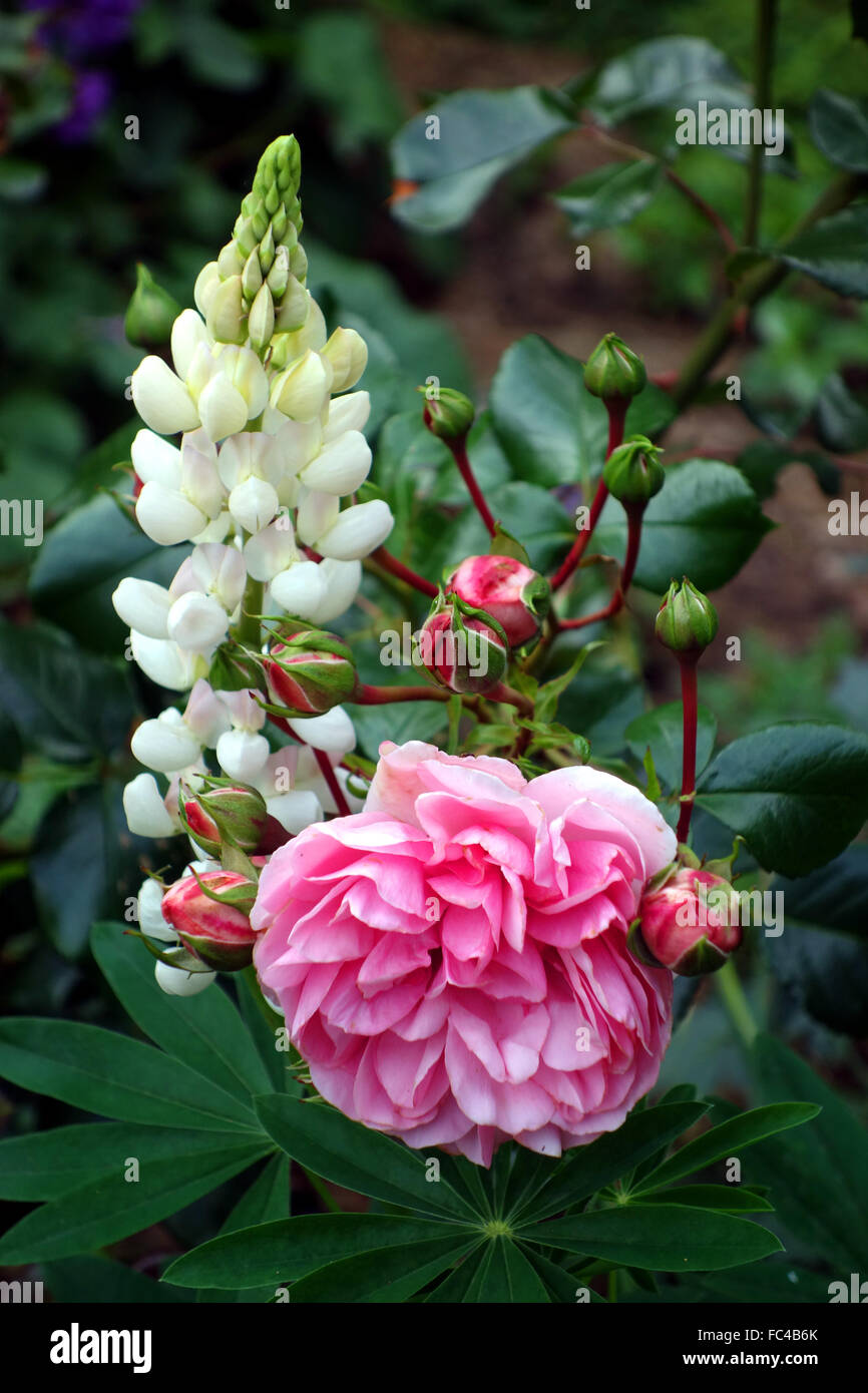 rose and lupine Stock Photo - Alamy