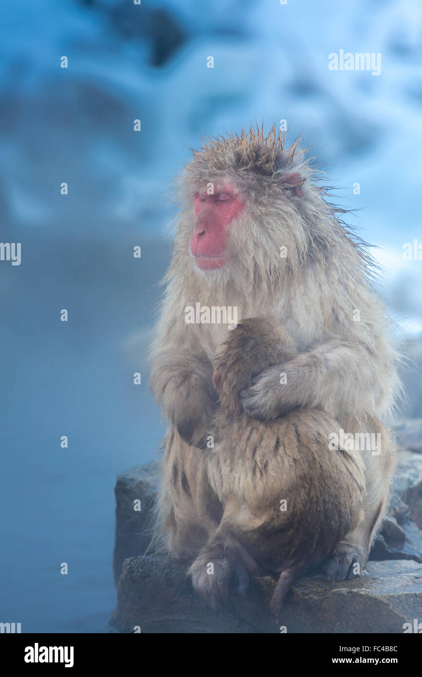 Snow monkey Macaque Onsen Stock Photo - Alamy