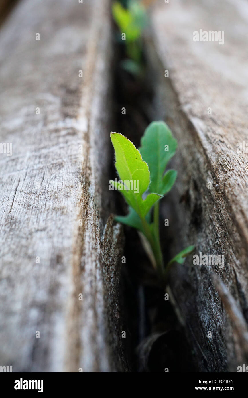 Plant growing in a log Stock Photo - Alamy