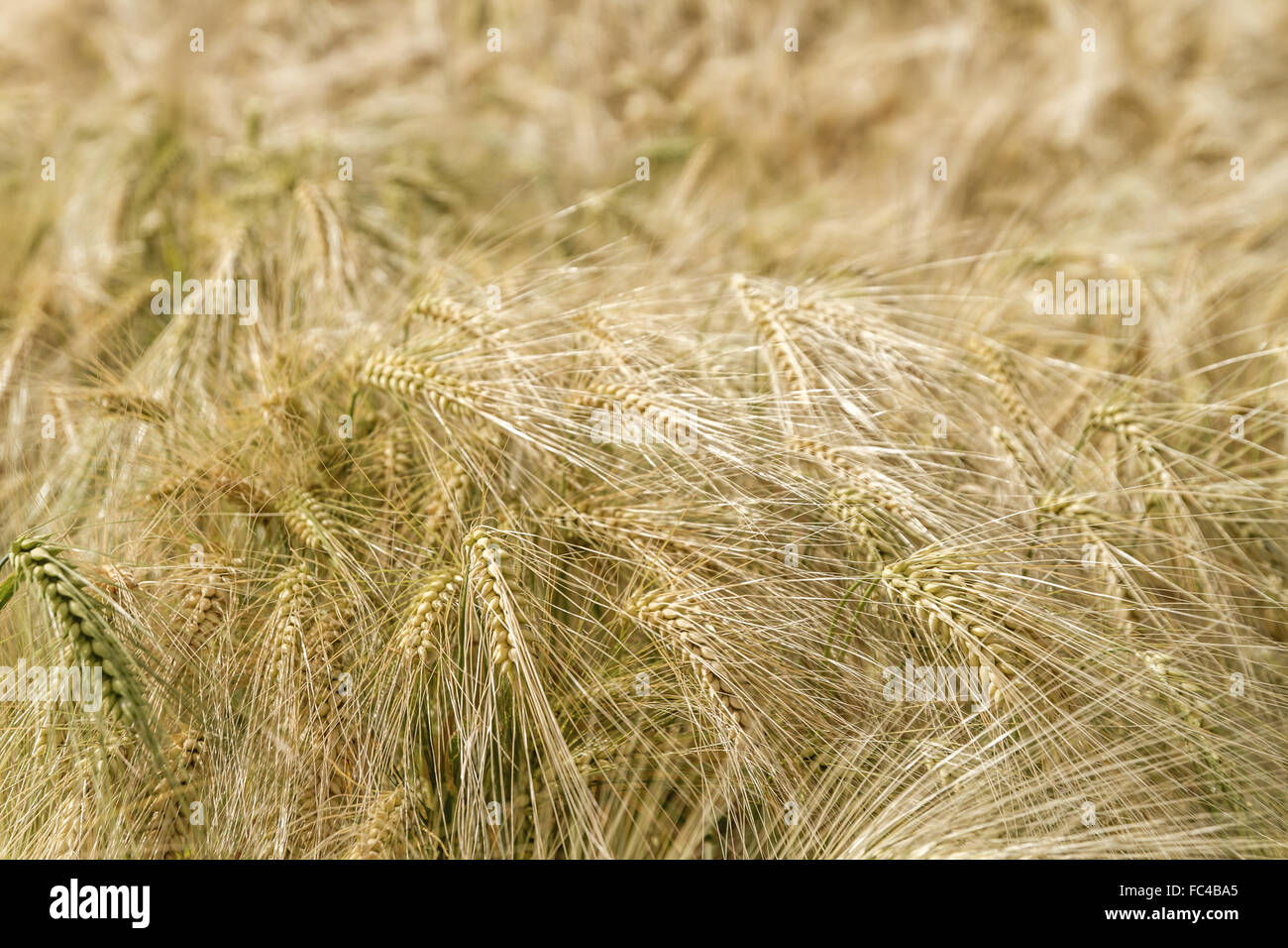 ears of corn Stock Photo - Alamy