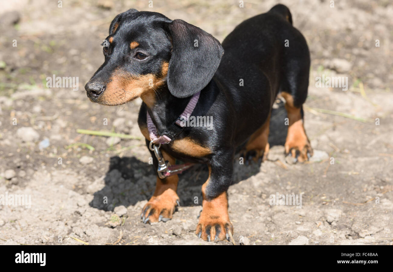 Dachshund look hi-res stock photography and images - Alamy