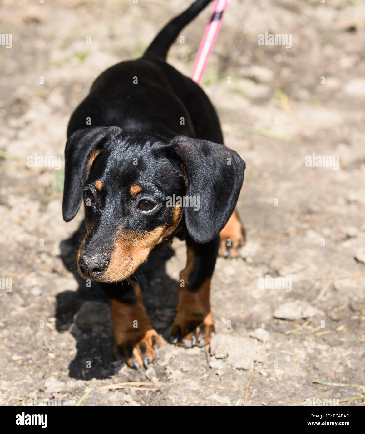 Dachshund look hi-res stock photography and images - Alamy