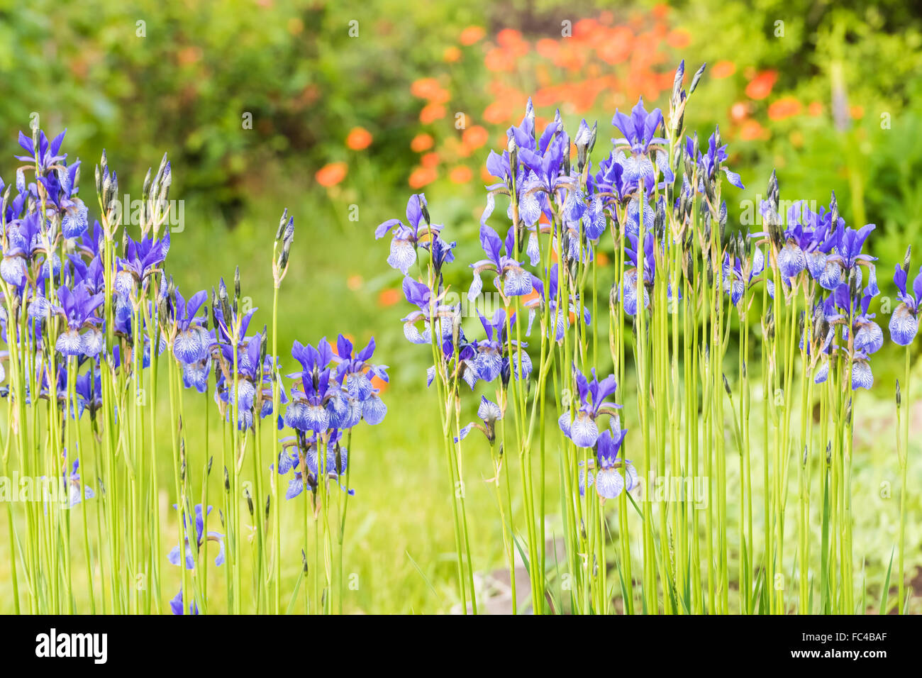 flower blue iris Stock Photo - Alamy