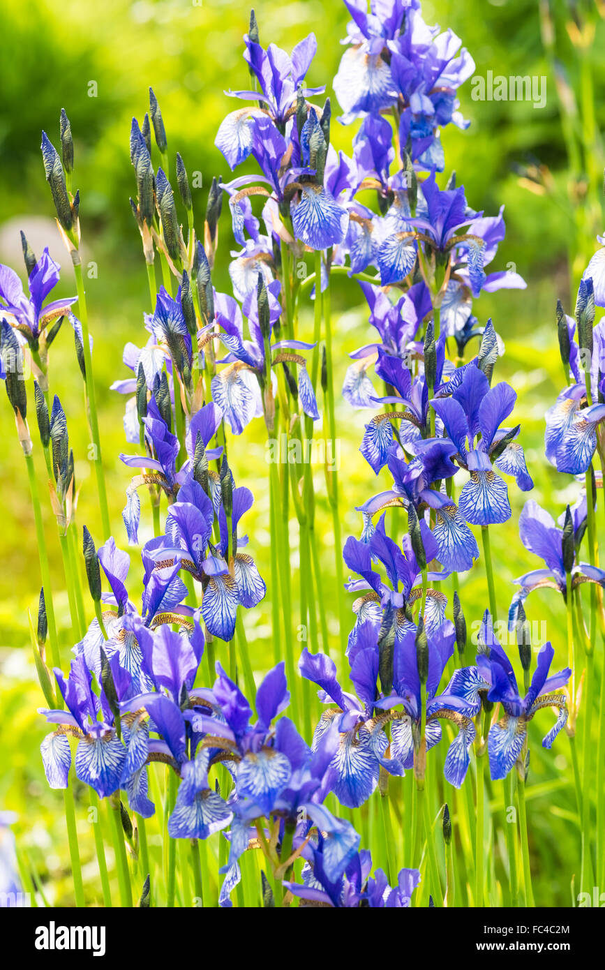 flower blue iris Stock Photo - Alamy