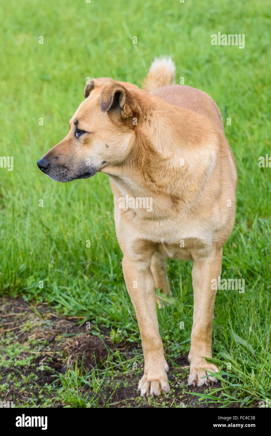 big red dog Stock Photo - Alamy