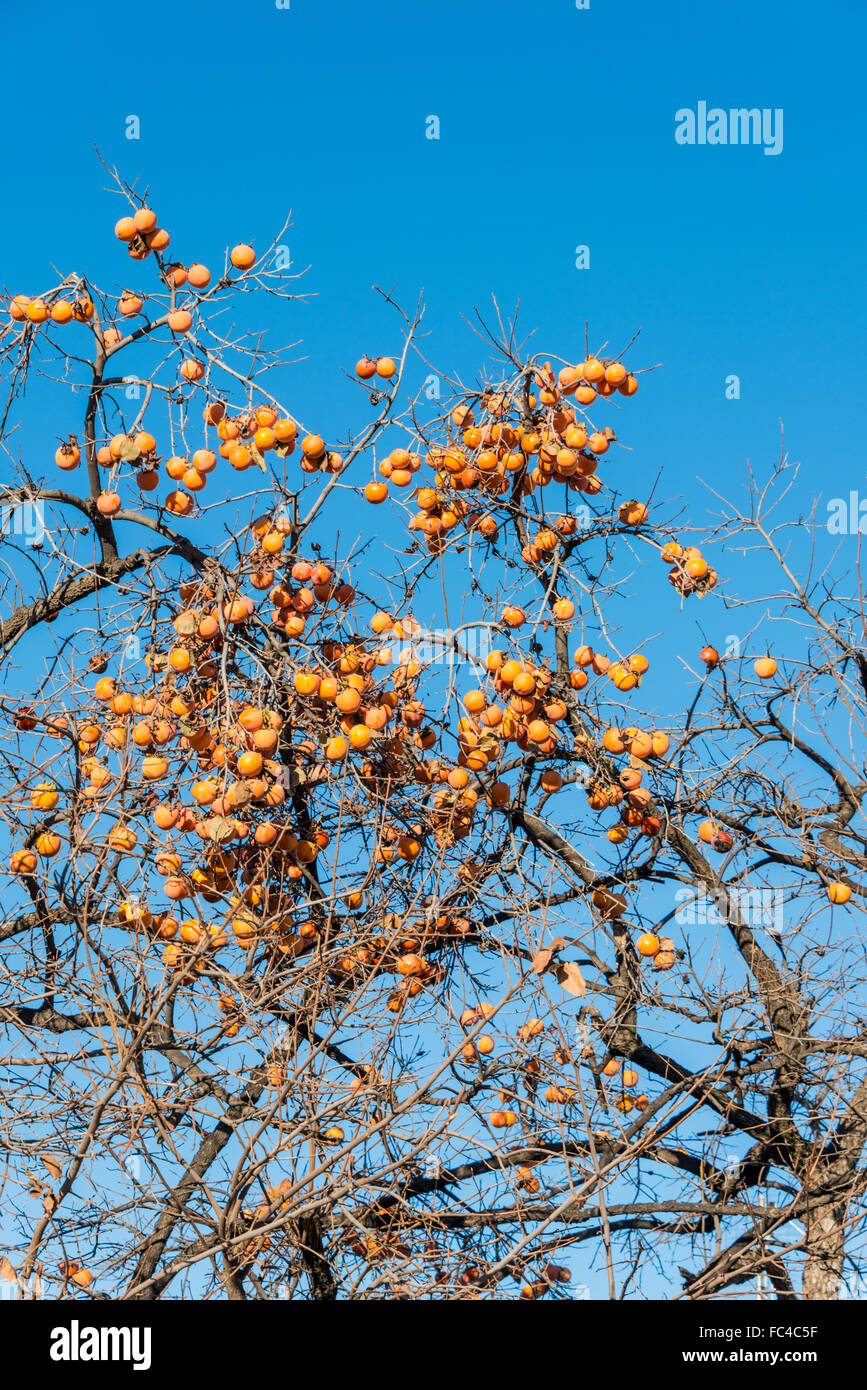 Persimmon fruits on the tree Stock Photo - Alamy