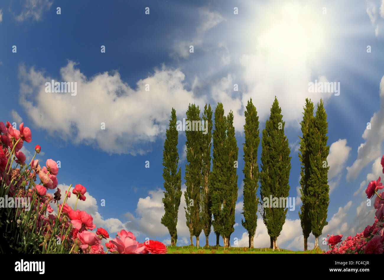 White cypresses hi-res stock photography and images - Alamy