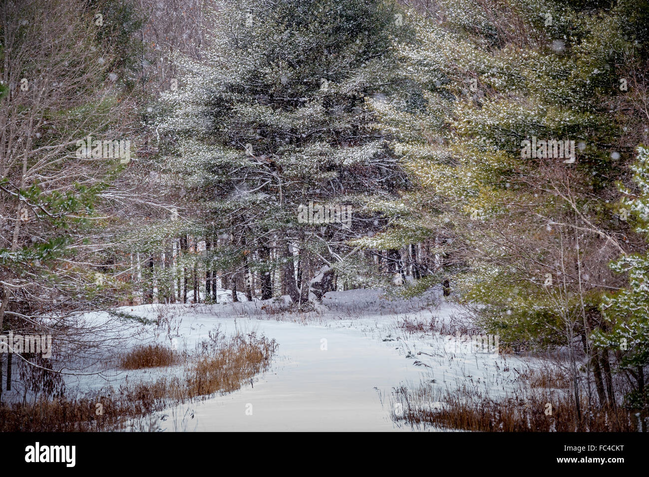 Fresh snow covering the grounds surface hi-res stock photography and ...