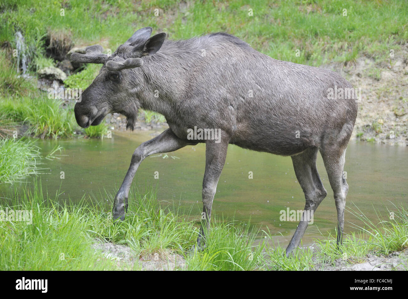 Moose suckling moose calf hi-res stock photography and images - Alamy