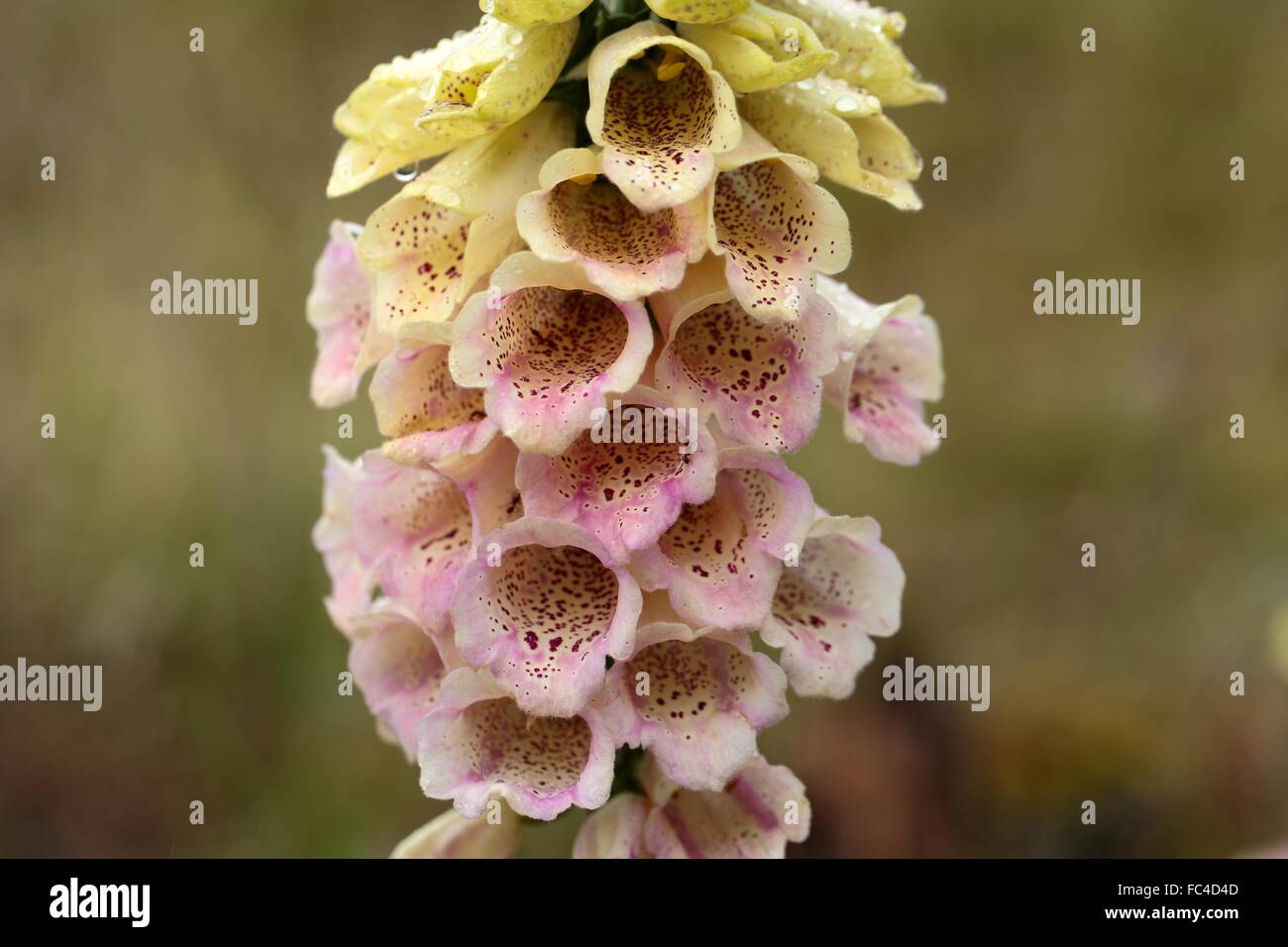 Digitalis toxicity hi-res stock photography and images - Alamy