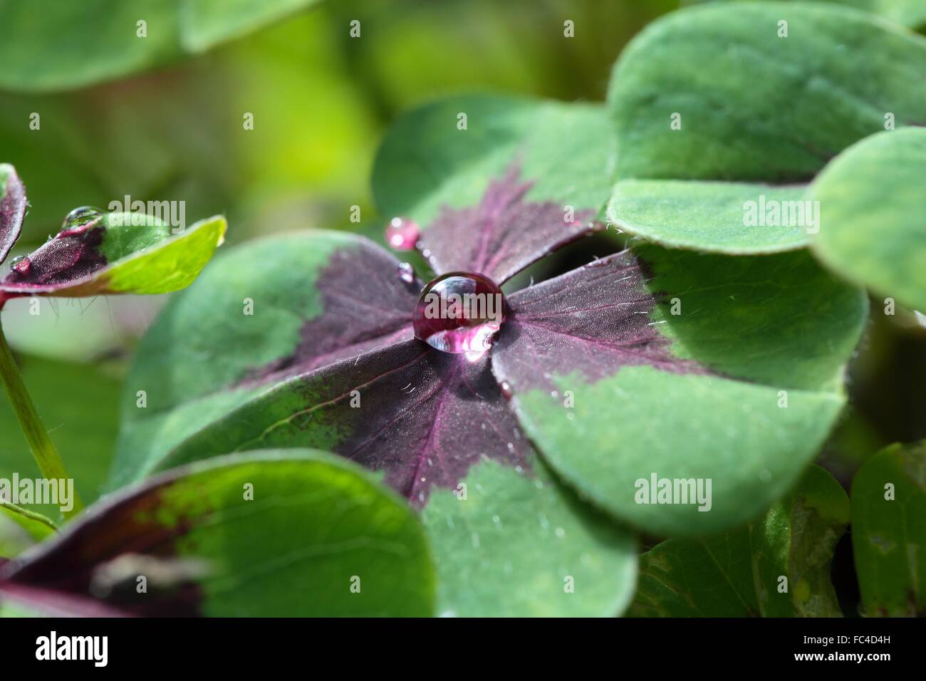 Oxalis iron cross hi-res stock photography and images - Alamy