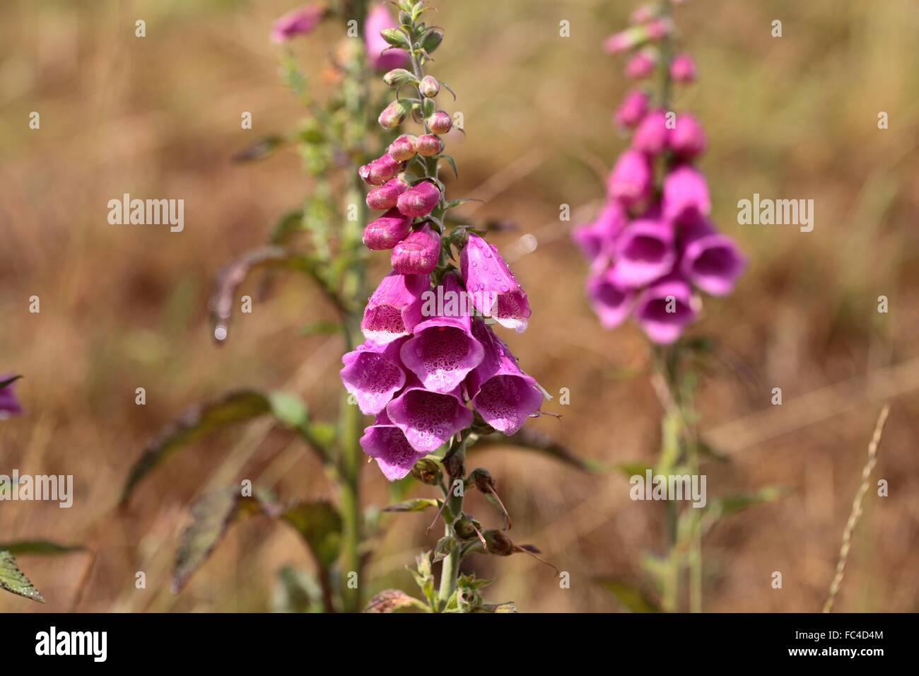 Digitalis toxicity hi-res stock photography and images - Alamy