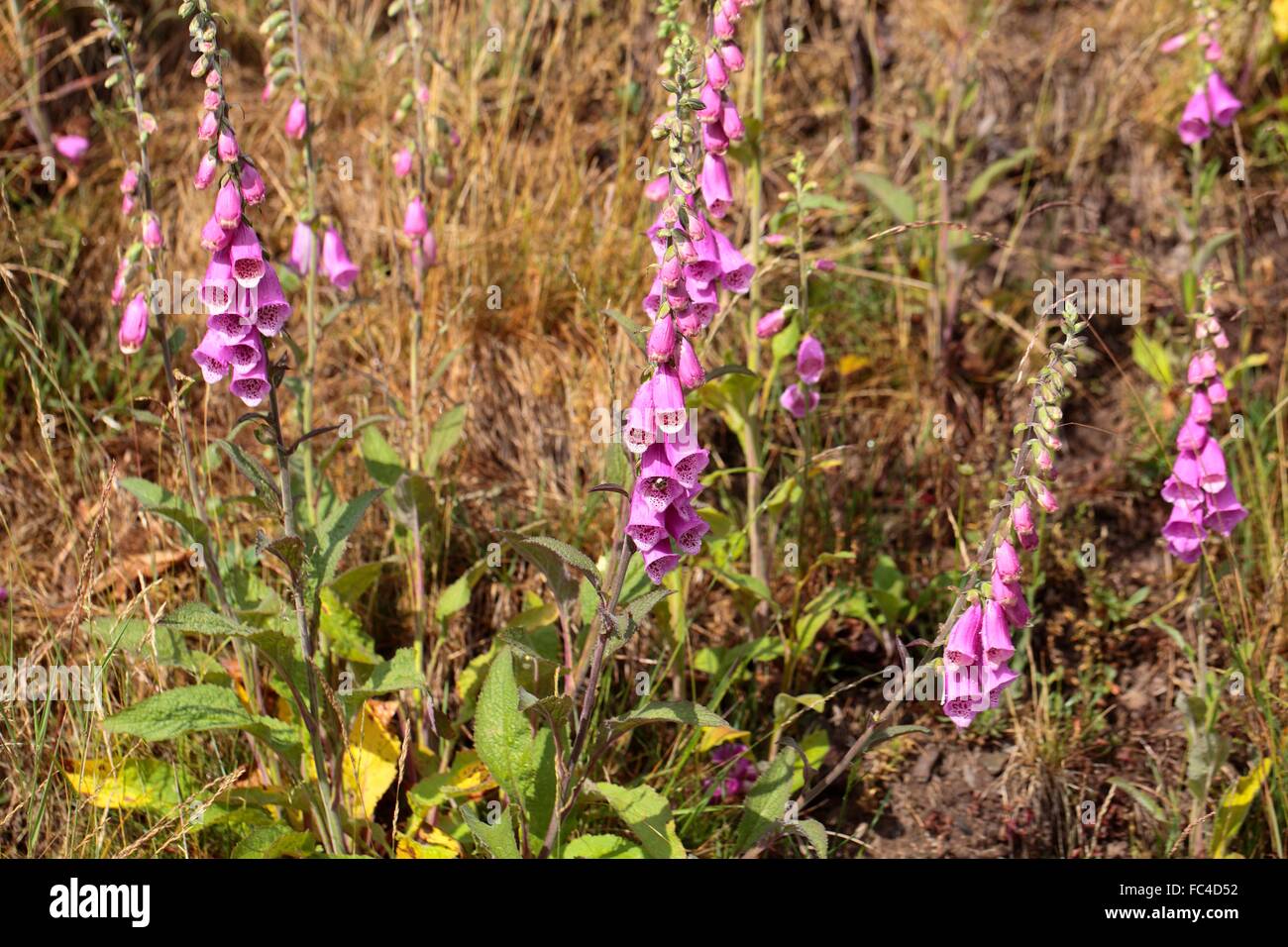 Common Foxclove (Digitalis purpurea Stock Photo - Alamy