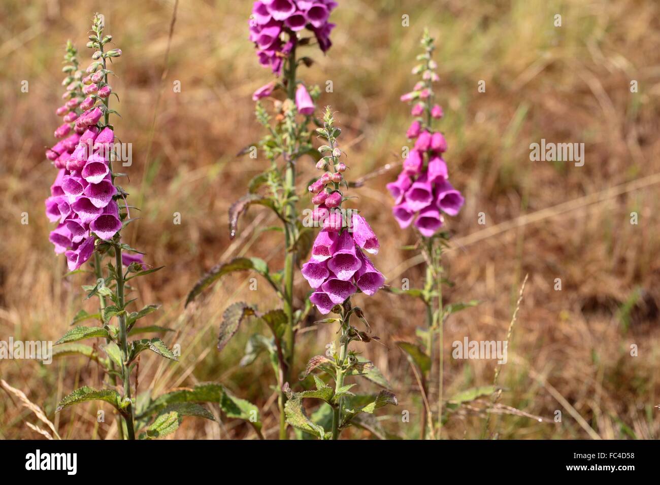 Common Foxclove (Digitalis purpurea Stock Photo - Alamy