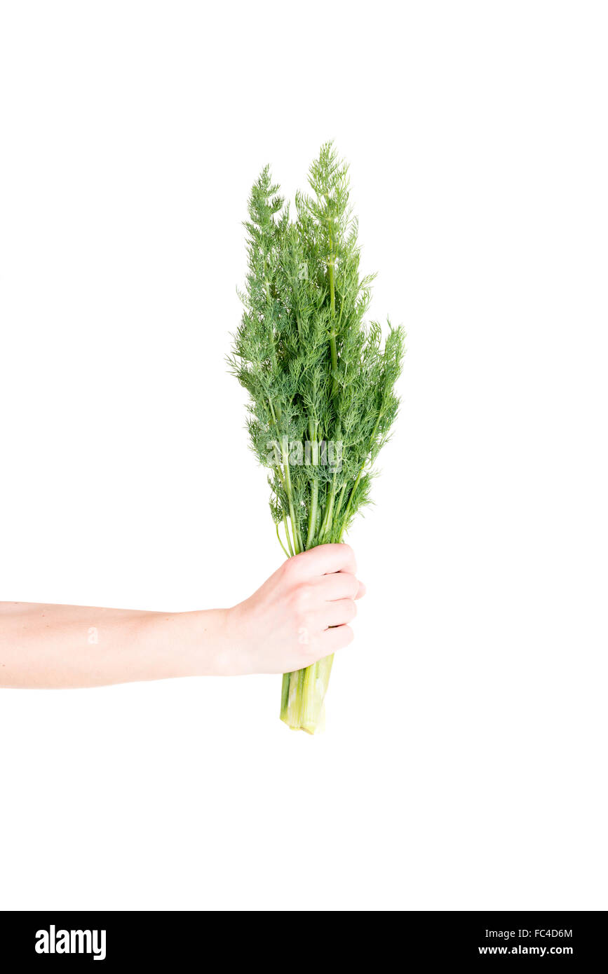 Dill isolated in human hand Stock Photo - Alamy