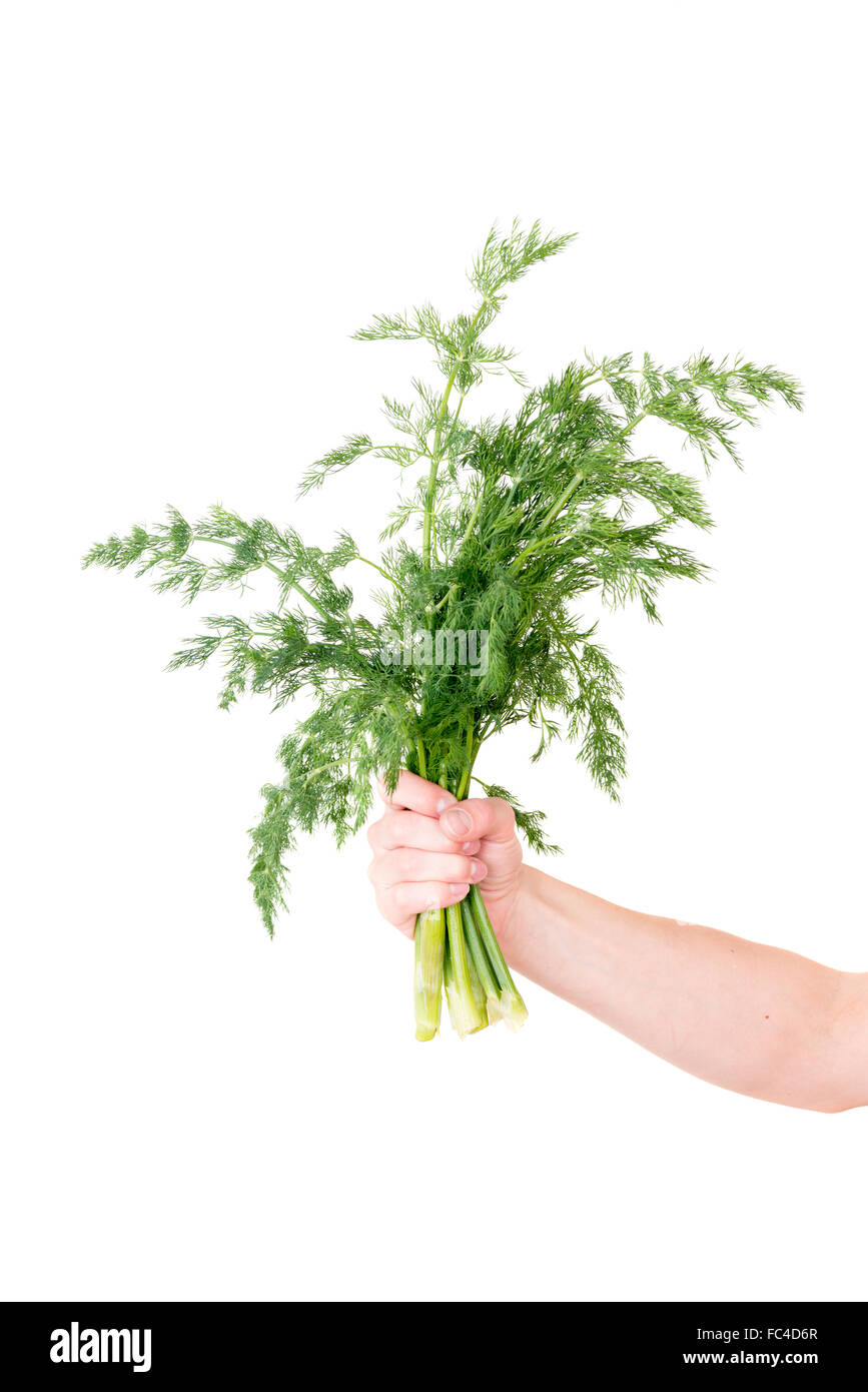 Dill isolated in human hand Stock Photo - Alamy