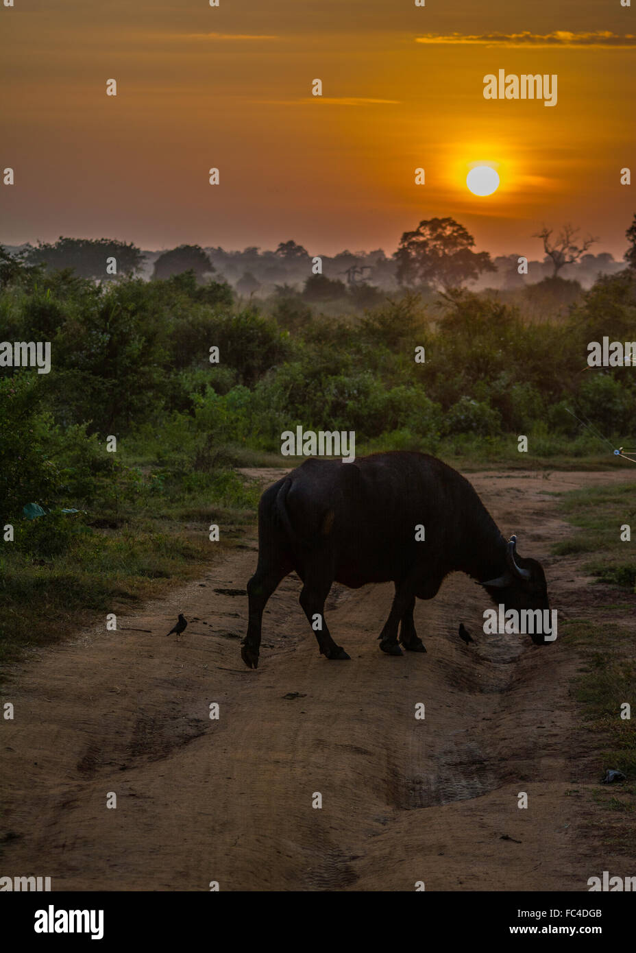 Buffalo sunrise hi-res stock photography and images - Alamy