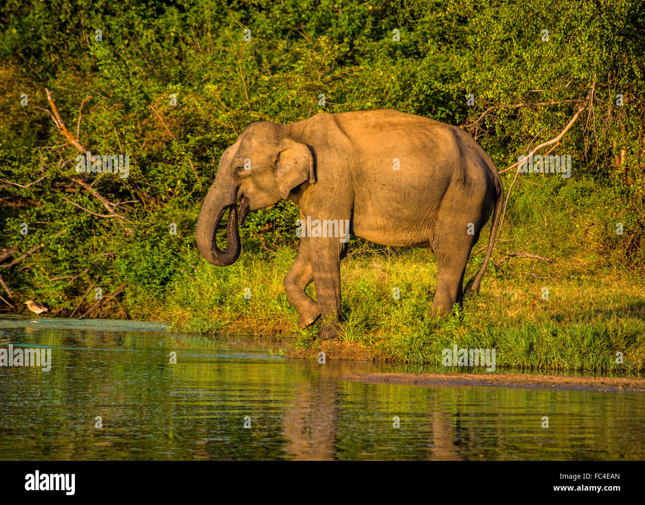Asian elephant herd wild grass hi-res stock photography and images - Alamy
