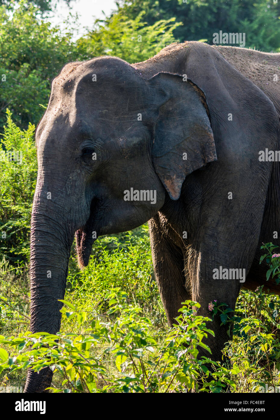 Asian elephant herd walking hi-res stock photography and images - Alamy