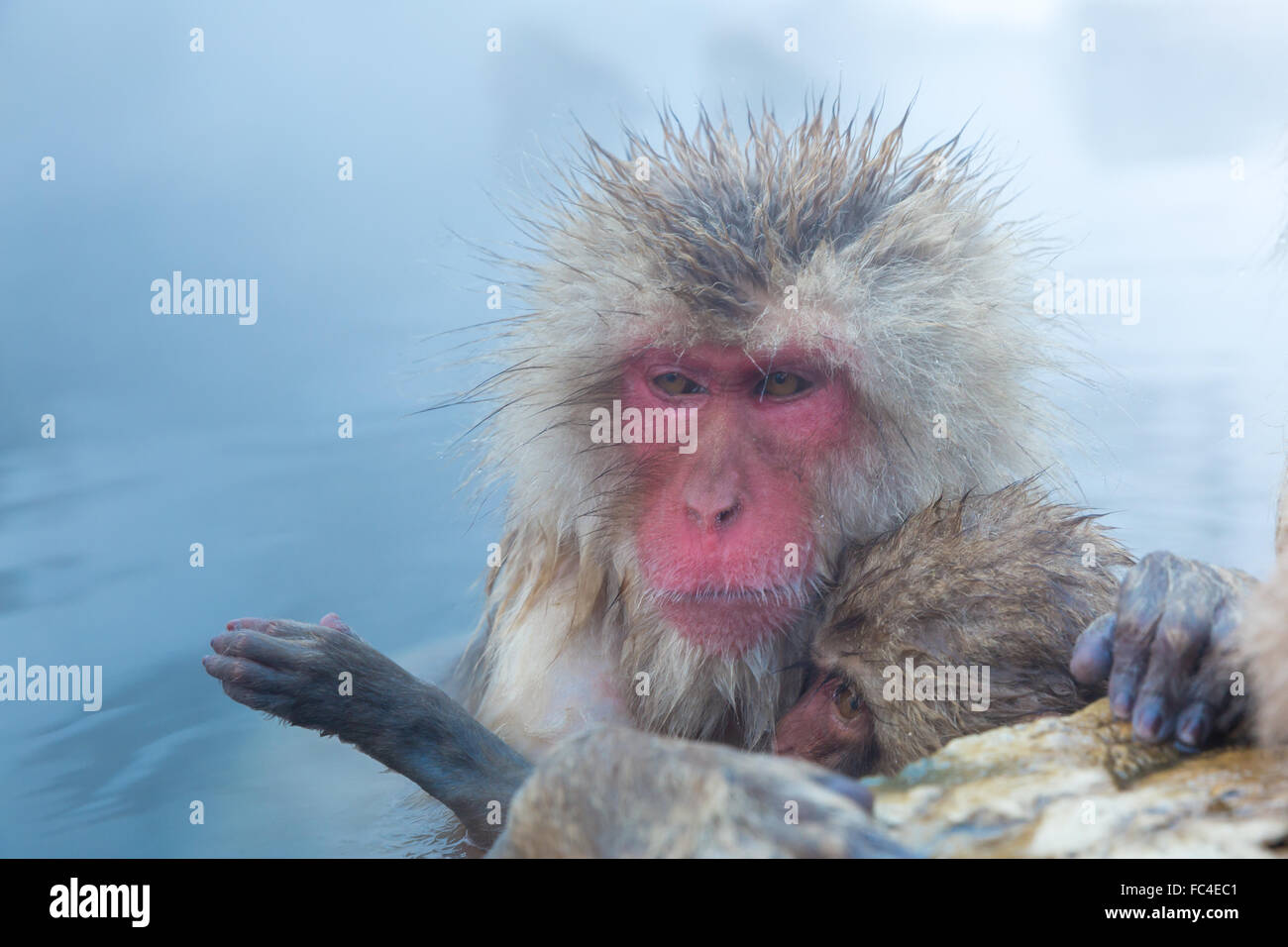 Snow monkey Macaque Onsen Stock Photo - Alamy