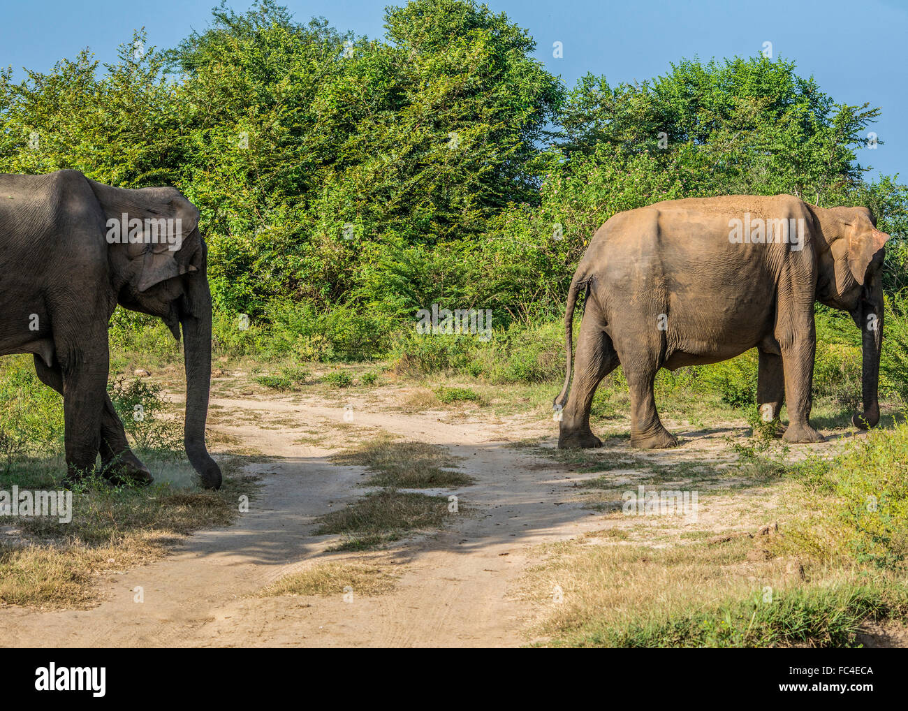 Asian elephant herd walking hi-res stock photography and images - Alamy