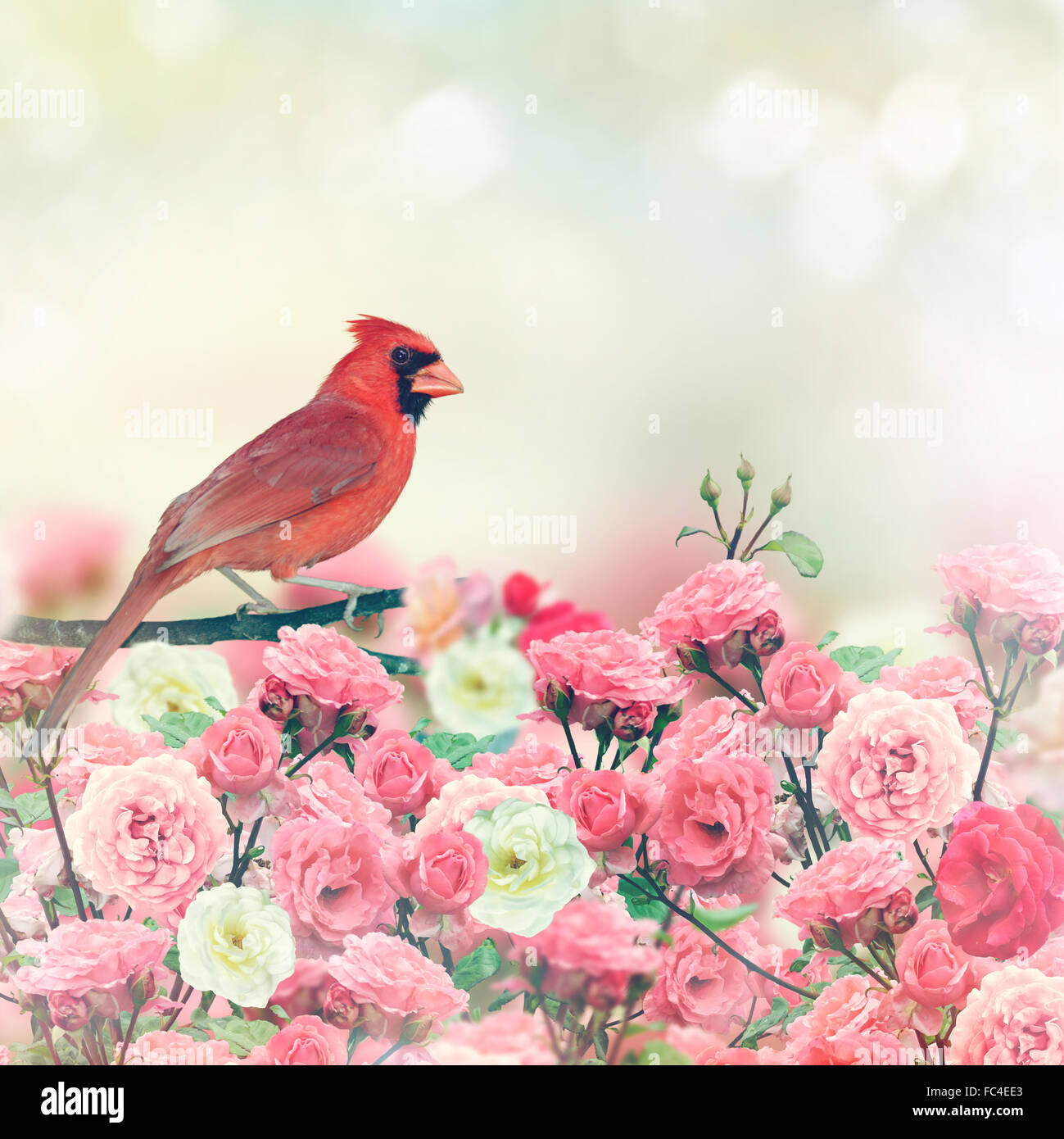Red Cardinal In Rose Garden Stock Photo - Alamy