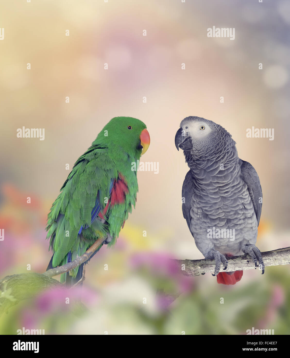 African parrots hi-res stock photography and images - Alamy