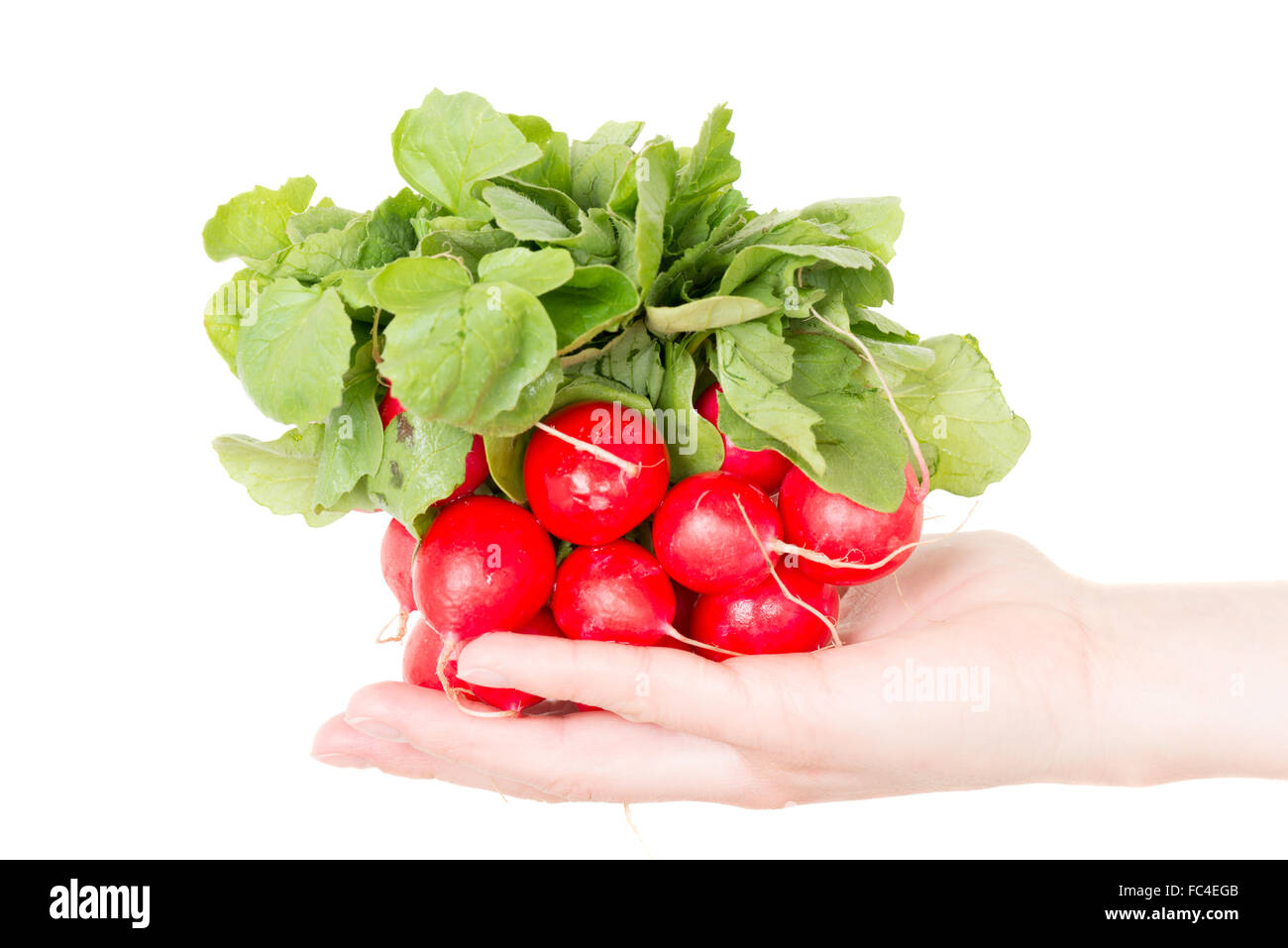 Red radish isolated on white in human hand Stock Photo - Alamy
