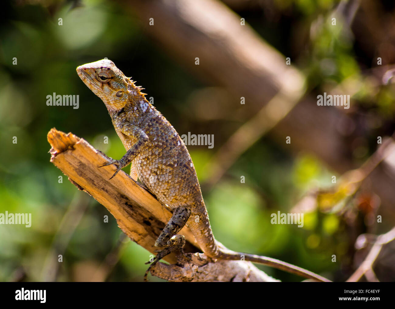 A Pregnant lizard sunbathes in the midday sun at Udawalawenational park ...