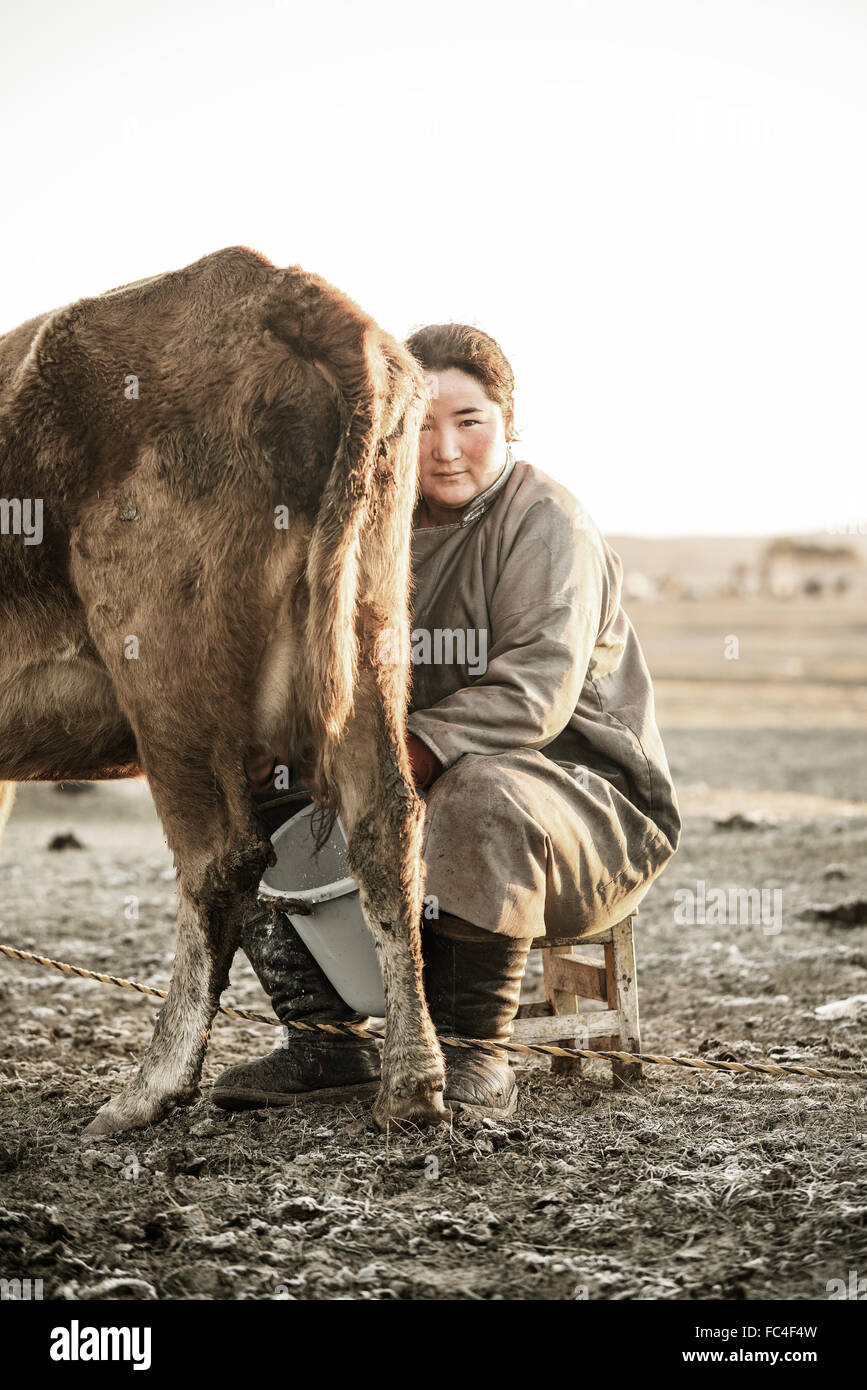 Mongolian Cattle