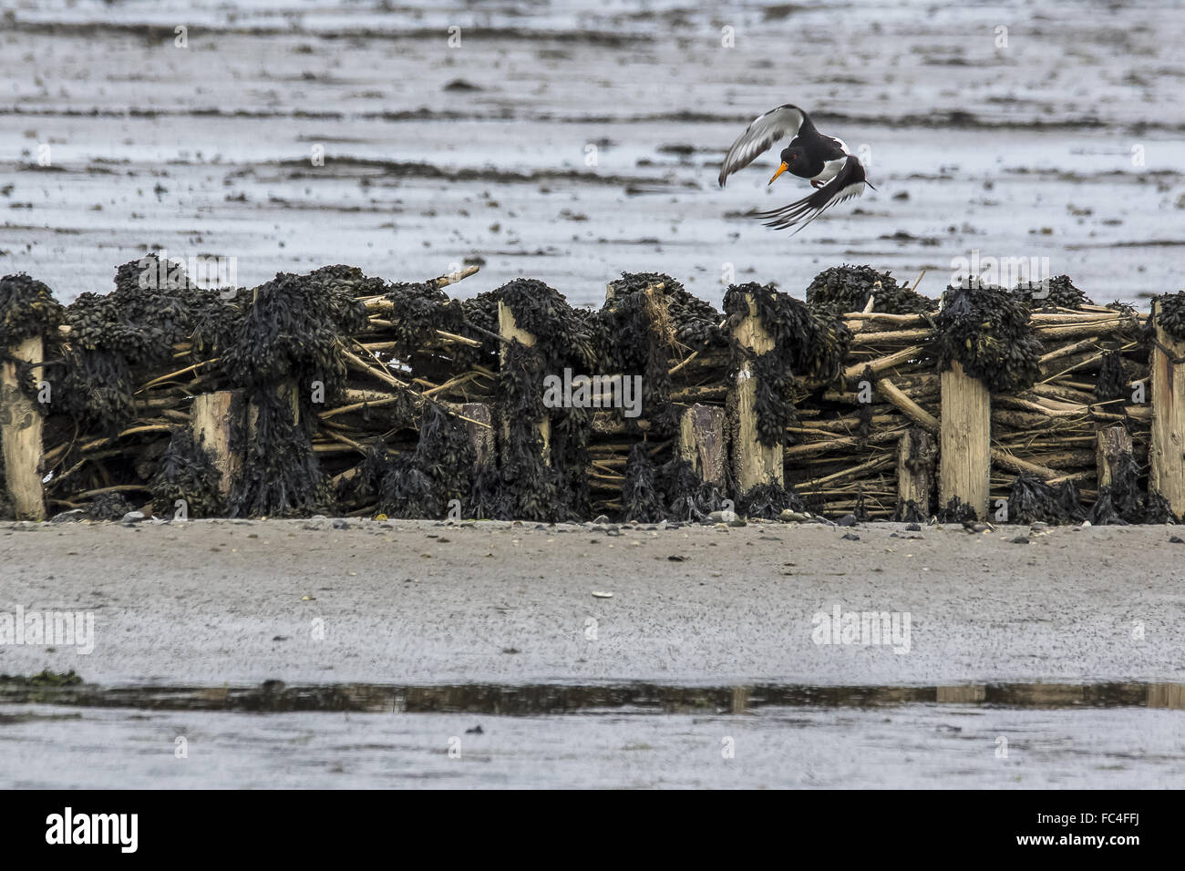 Sea sweep hi-res stock photography and images - Alamy