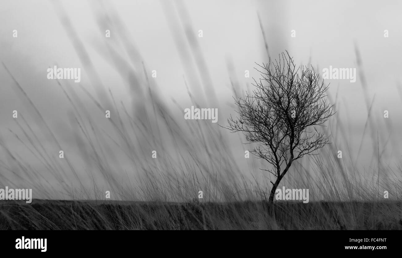 silhouetted, solemn tree, set against a darkened, dramatic background ...