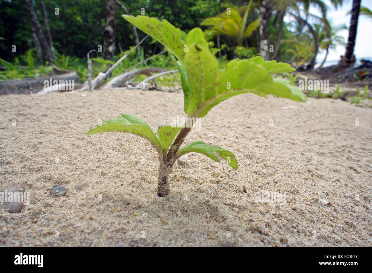 small palm tree Stock Photo - Alamy