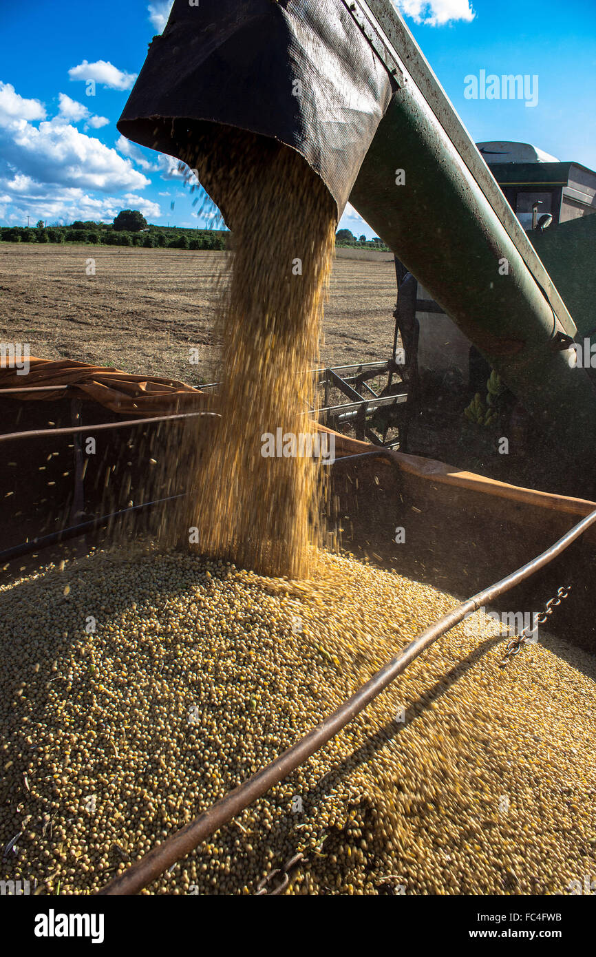 Combine harvesting soybeans Stock Photo - Alamy