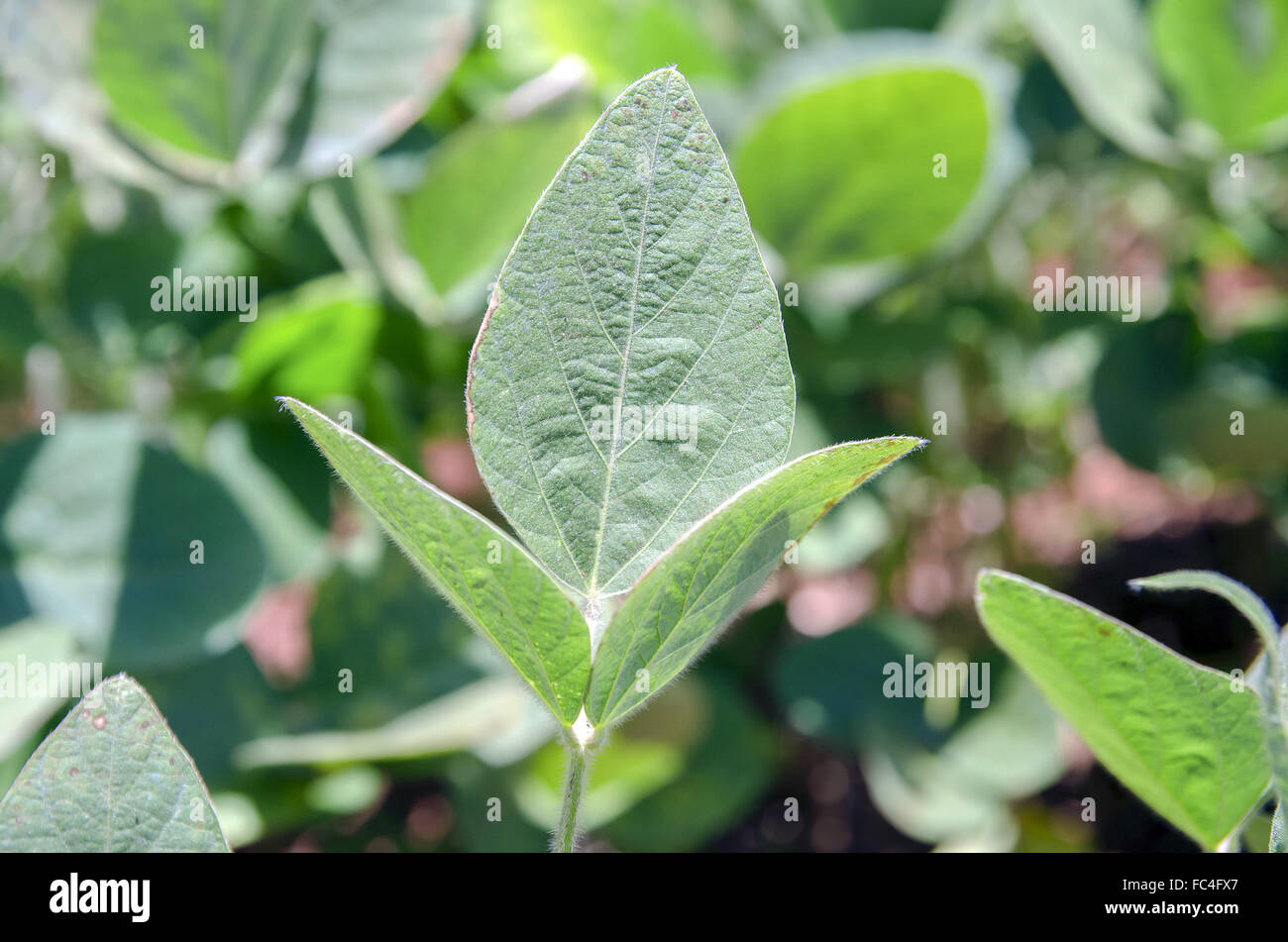 Soybean leaves hi-res stock photography and images - Alamy