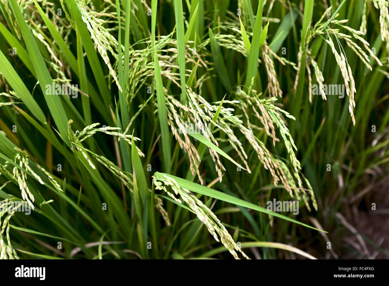 Rice Panicle
