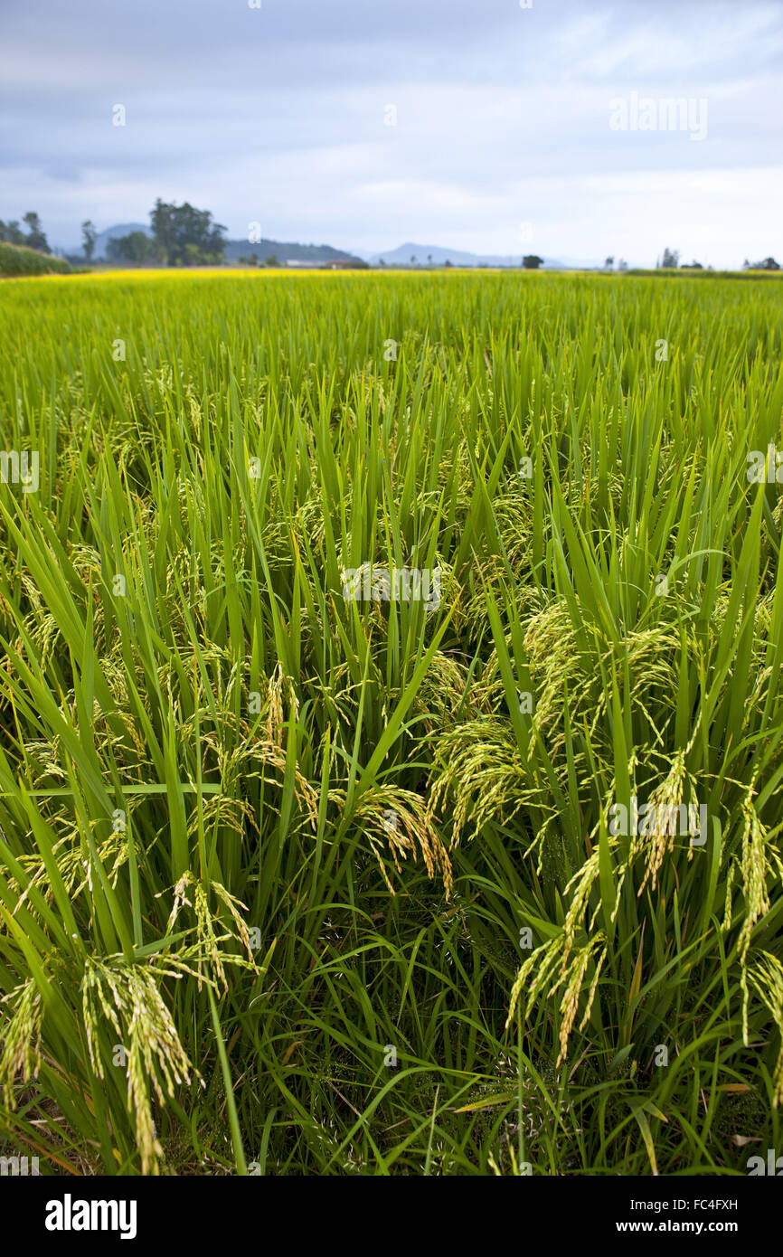 Rice plantation in rural Praia Grande - SC Stock Photo - Alamy