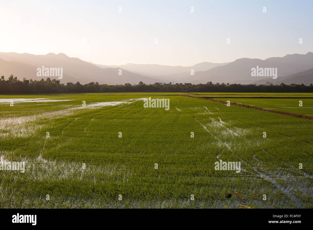 Irrigated rice field hi-res stock photography and images - Alamy