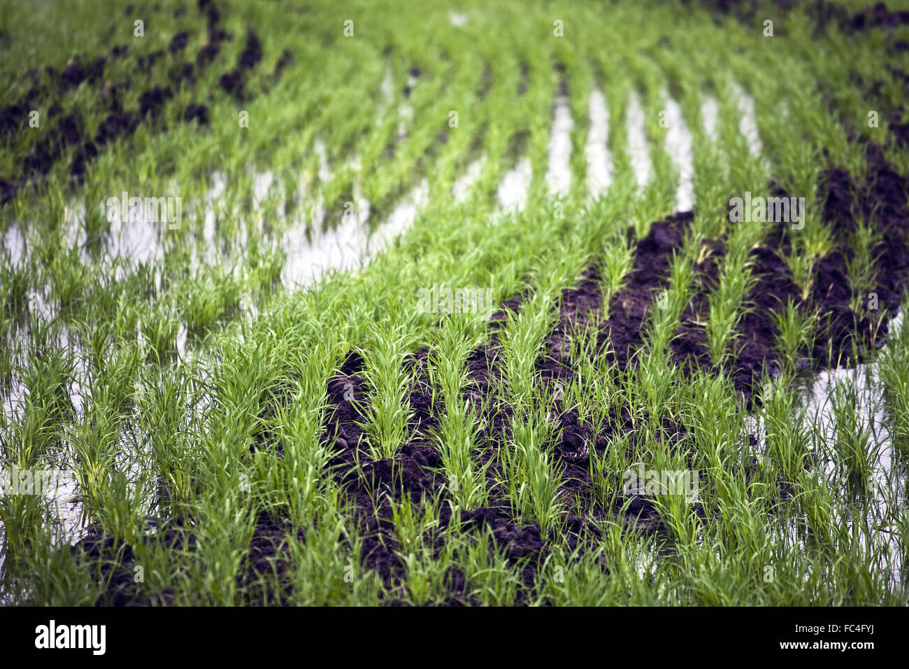 Irrigated rice field hi-res stock photography and images - Alamy