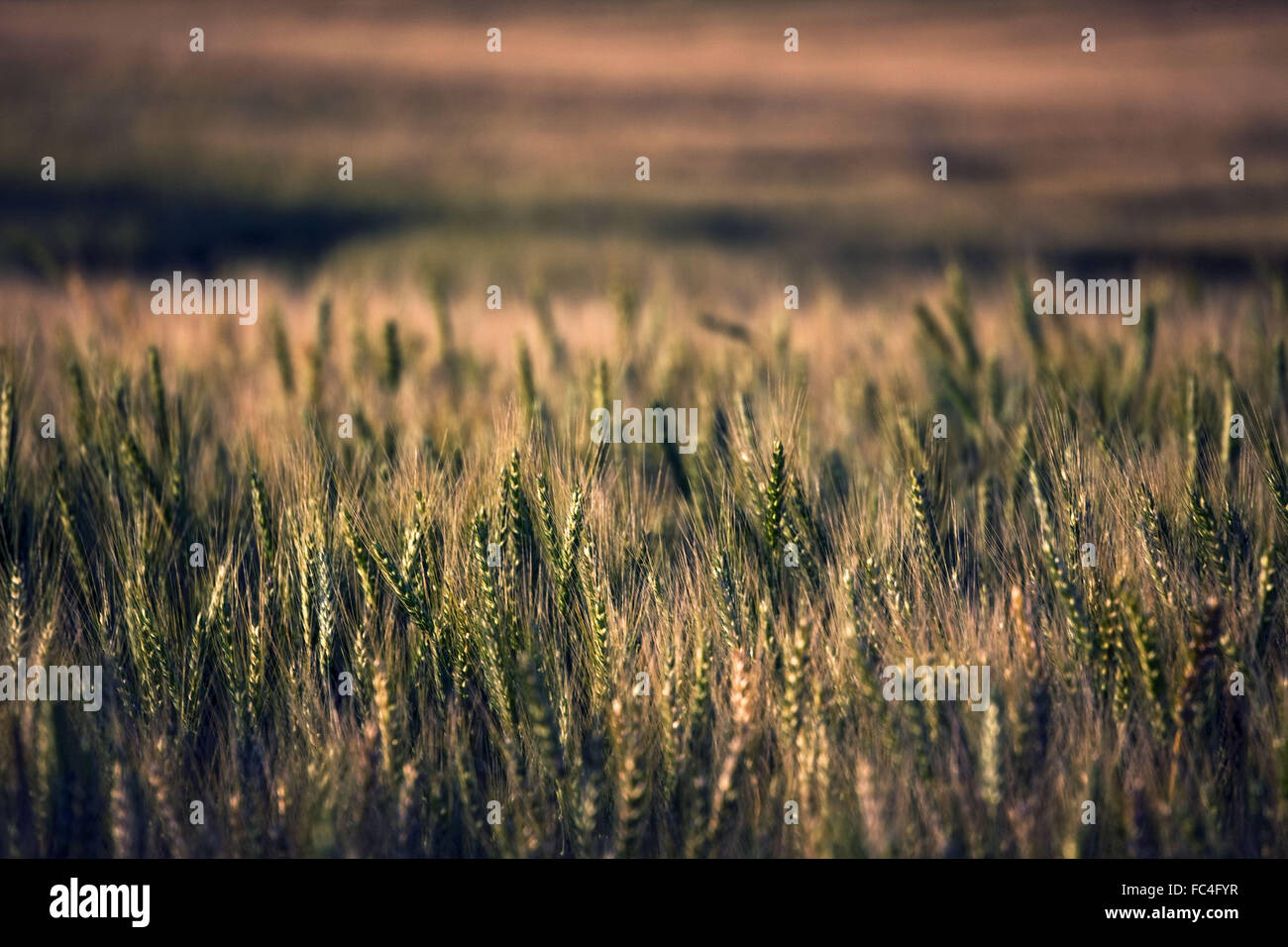 Wheat plantation area of rural Vacaria Stock Photo - Alamy