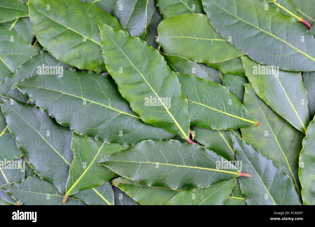 Bay laurel tree hi-res stock photography and images - Alamy