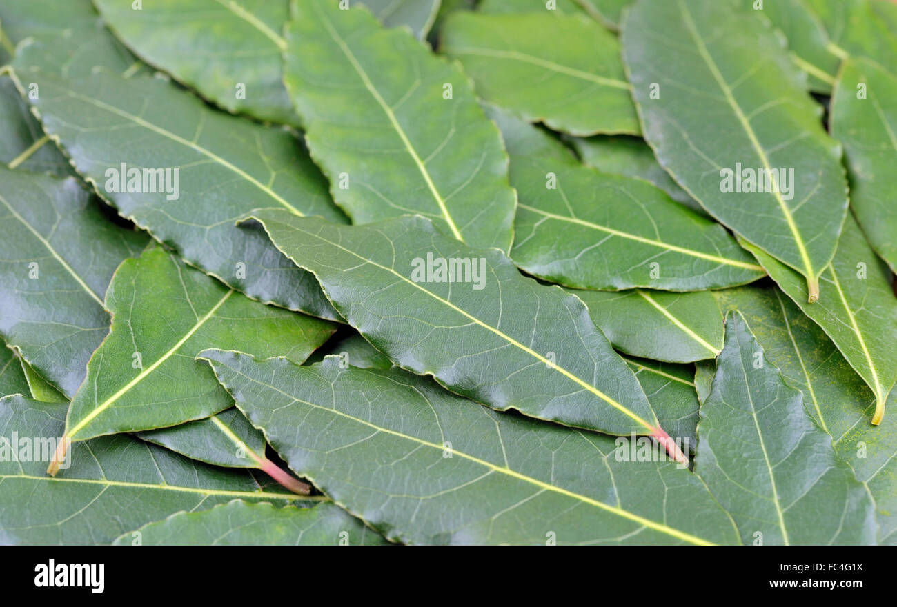 Bay laurel tree hi-res stock photography and images - Alamy
