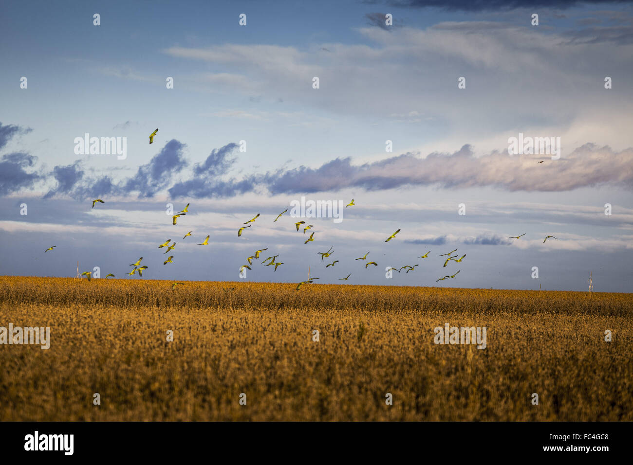 Flock of parrots flying soy plantation in the countryside Stock Photo ...