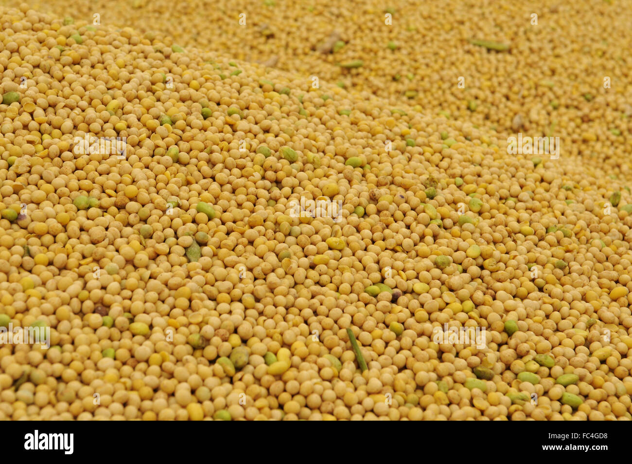 Soybeans background hi-res stock photography and images - Alamy