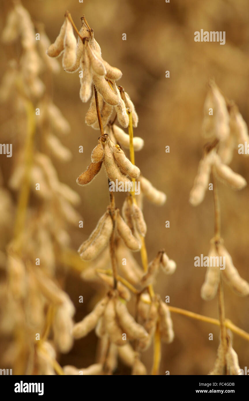 Detail of soybean pods Stock Photo - Alamy
