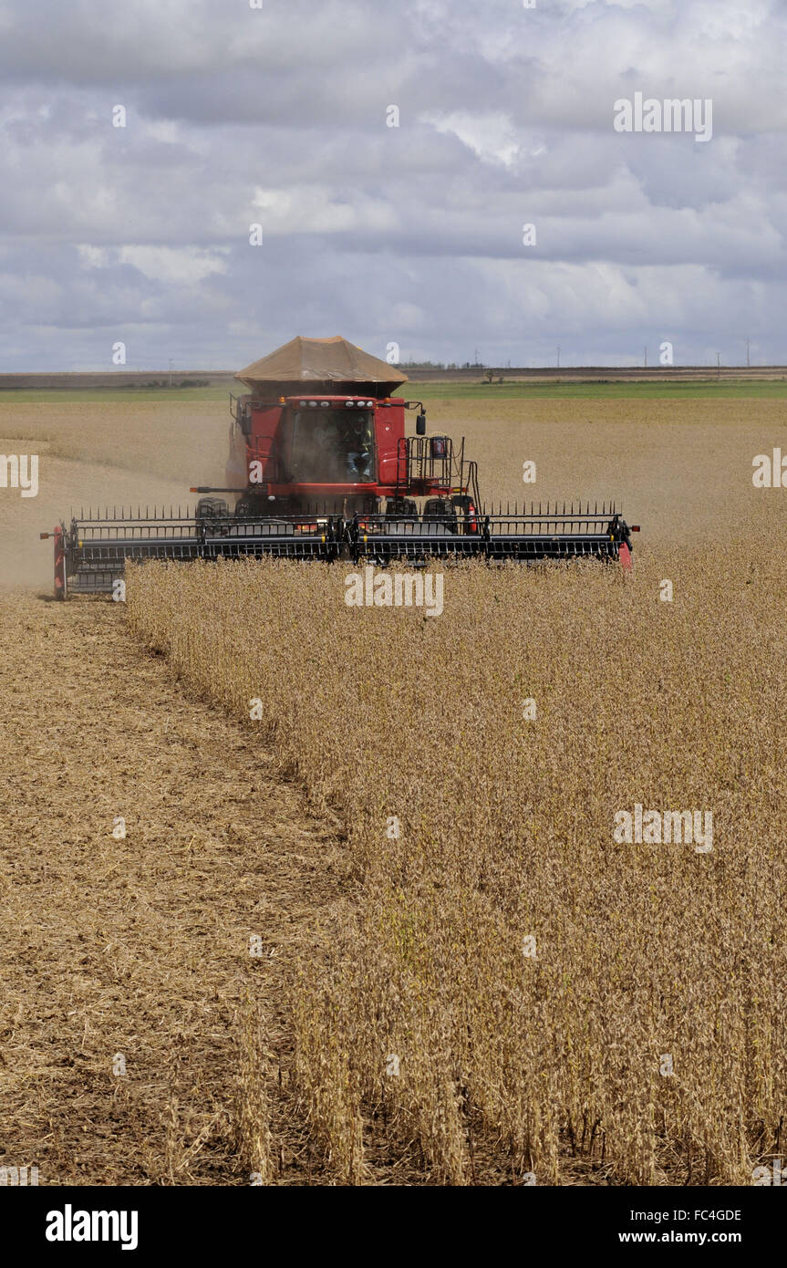 Combine harvesting soybeans Stock Photo - Alamy