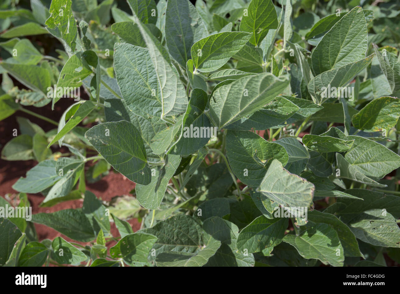 Detail of soybean plantation leaves Stock Photo - Alamy